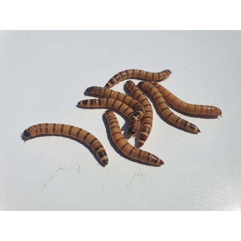 Wood-eating beetles Zophobas morio - Live Larvae